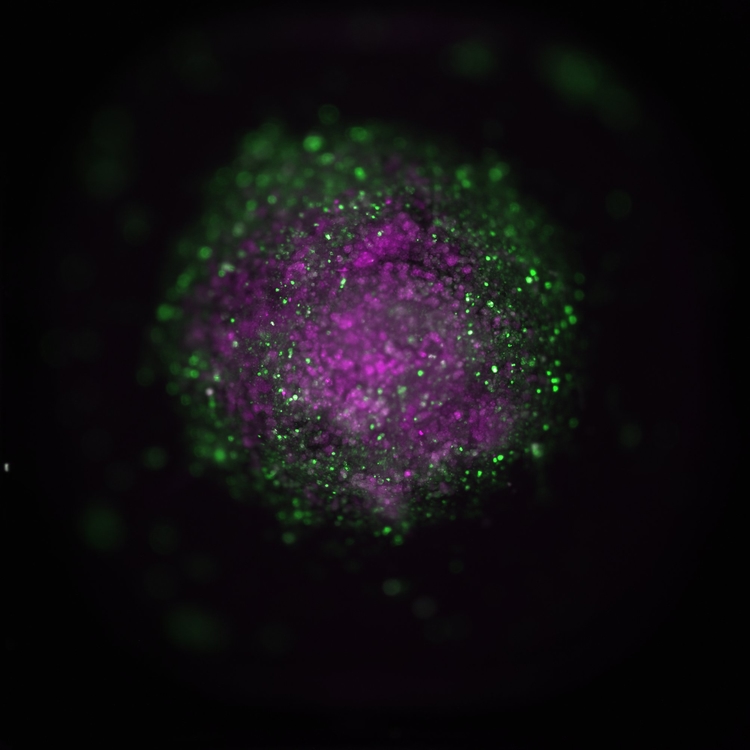 BrainZell | human brain cell models
